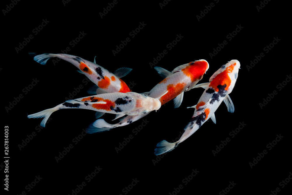 Koi fish showa black background Stock Photo | Adobe Stock