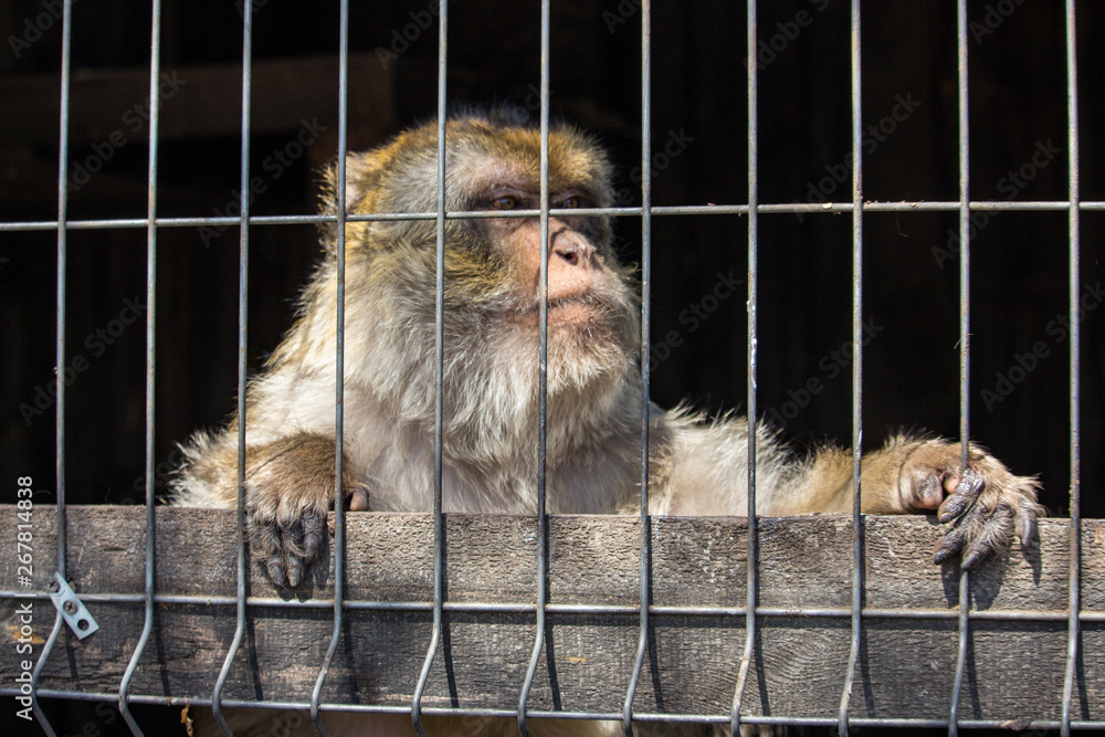 Sad monkey in cage at zoo. Lonely macaque in cell looking forward ...