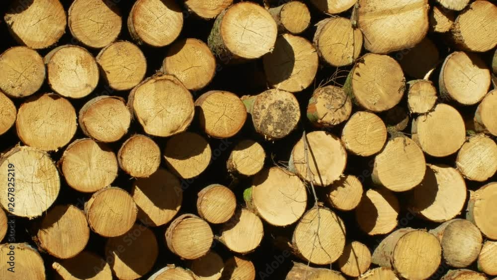 Wood large piles of cut tree trunks, round logs. Spruce forests ...