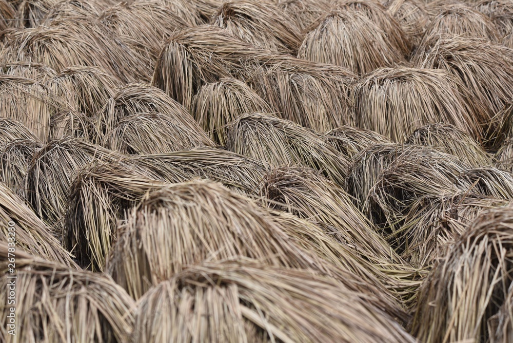 straw heads Stock Photo | Adobe Stock