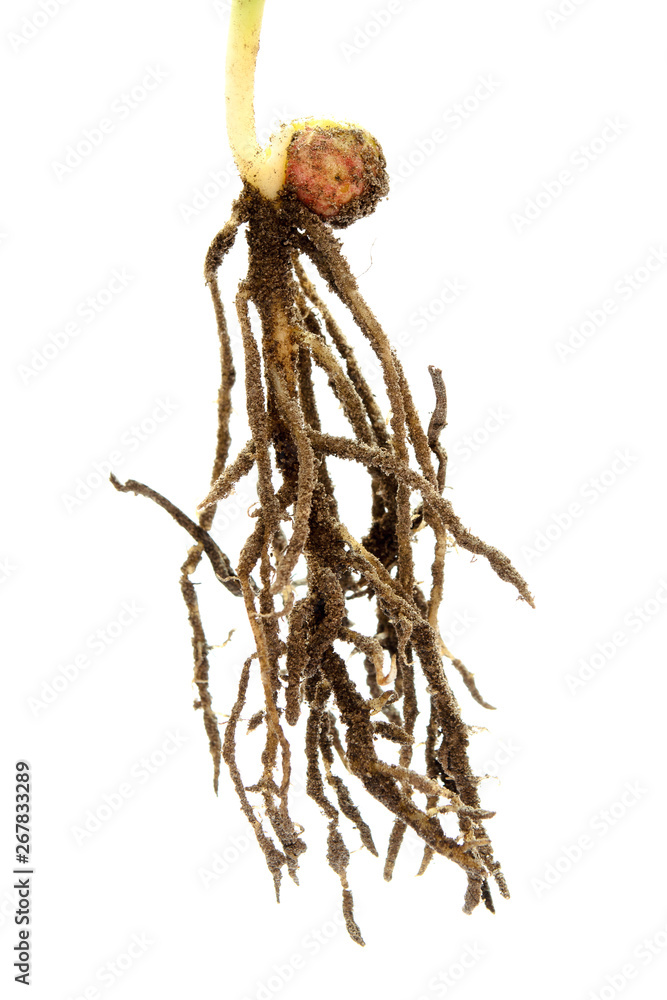 Root legume plant isolated on white. Stage of peas growing from seed to ...