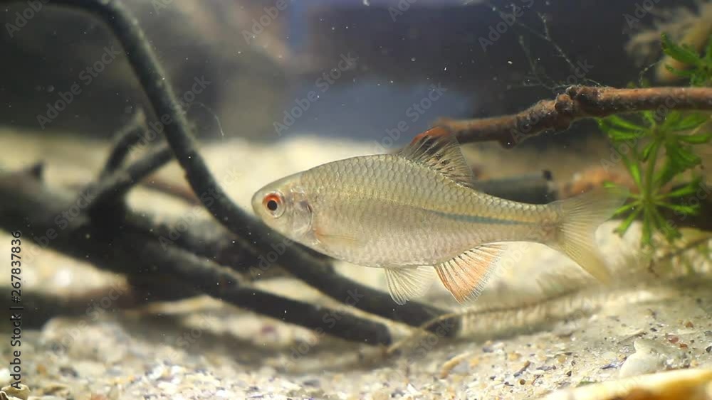 Rhodeus amarus, European bitterling, wide-spread wild small freshwater ...