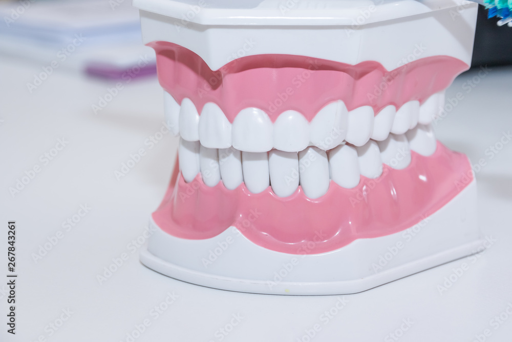 Clean teeth denture, dental cut of the tooth, tooth model, and ...