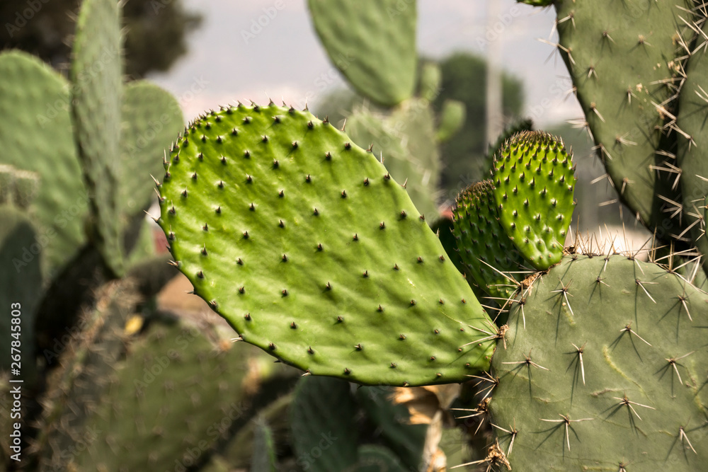 Foto de hojas de nopal maduras y tiernas con espina do Stock | Adobe Stock