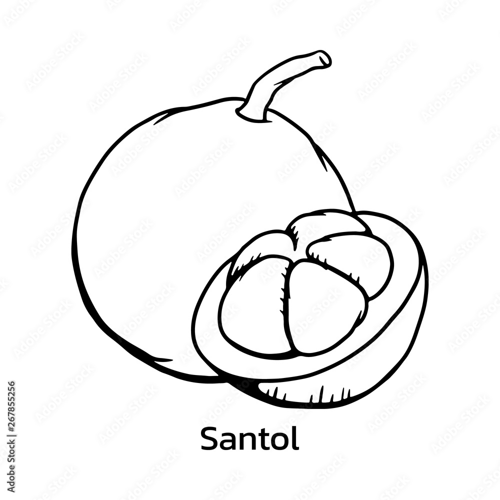 Santol Drawing