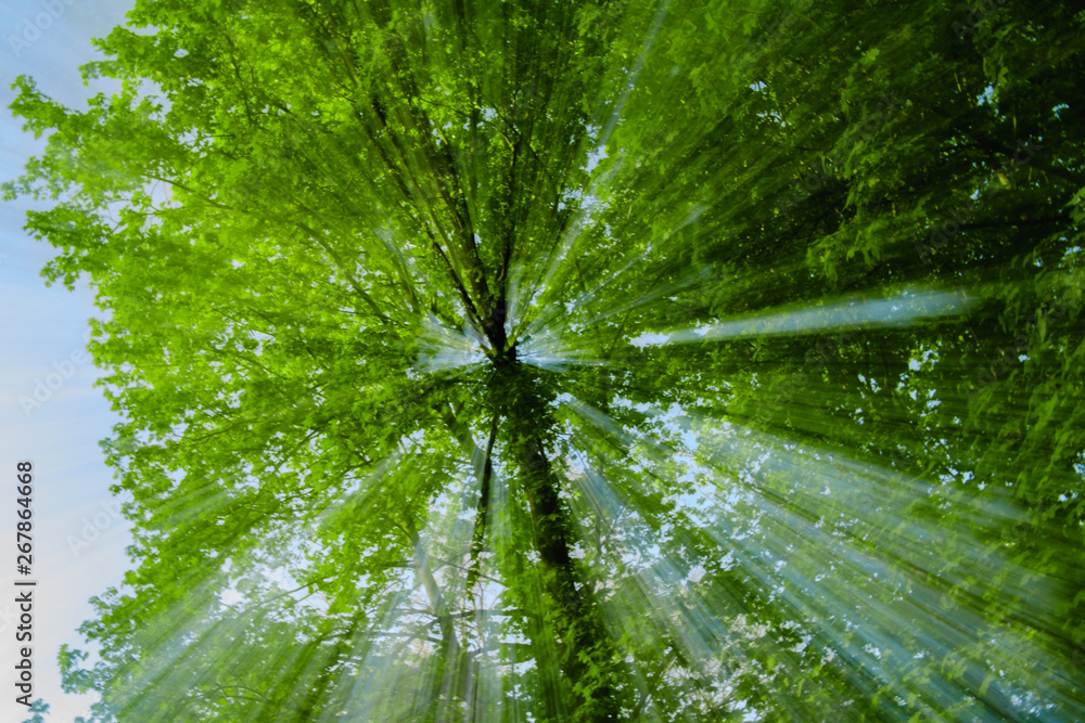 Abstract image of tree in countryside. Created by zooming out while ...