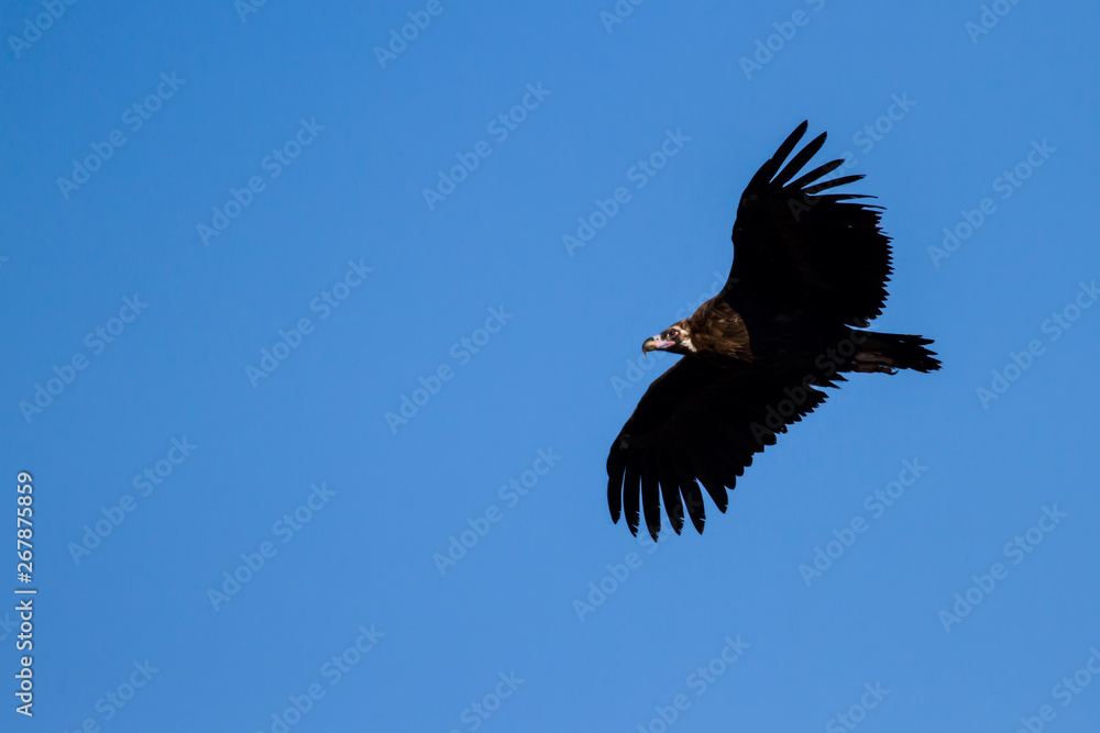 Flying big bird Vulture. Blue sky background. Cinereous Vulture ...