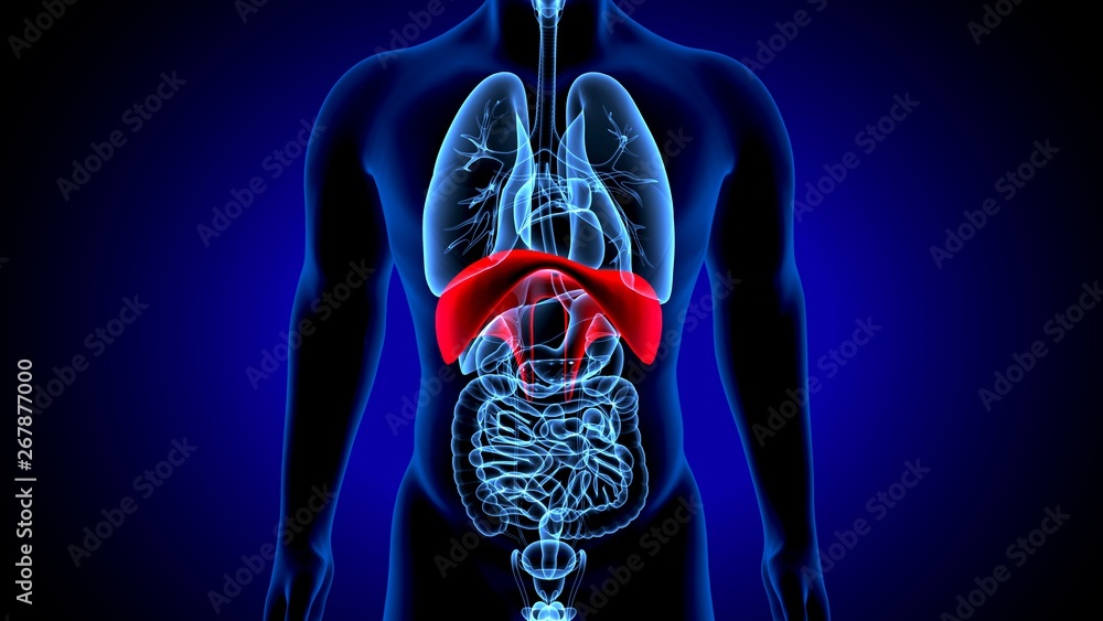 3d render of human anatomy, the thoracic diaphragm, or simply the ...
