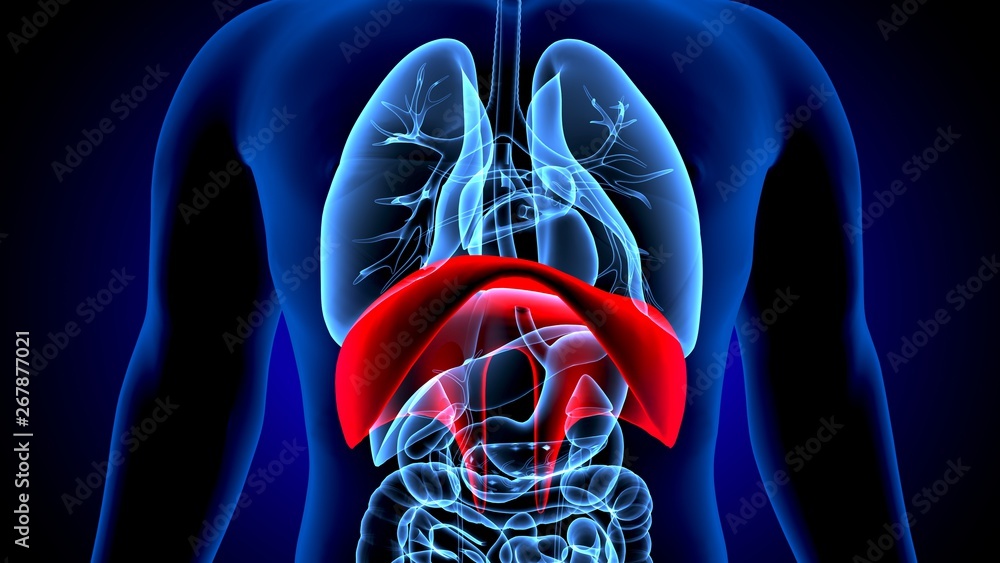 3d render of human anatomy, the thoracic diaphragm, or simply the ...