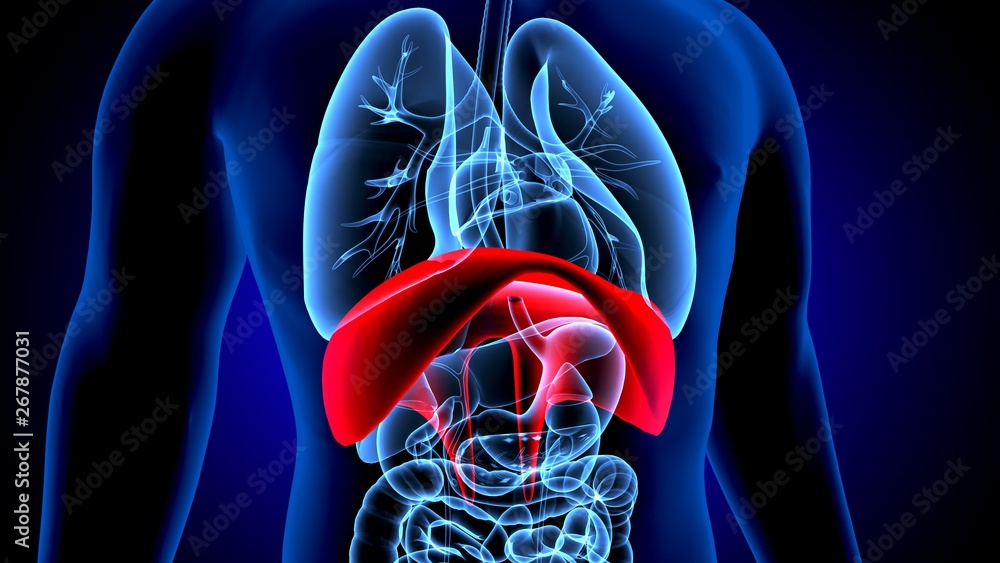 3d render of human anatomy, the thoracic diaphragm, or simply the ...