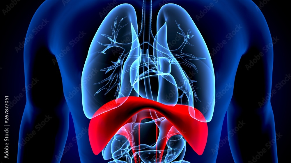 3d render of human anatomy, the thoracic diaphragm, or simply the ...