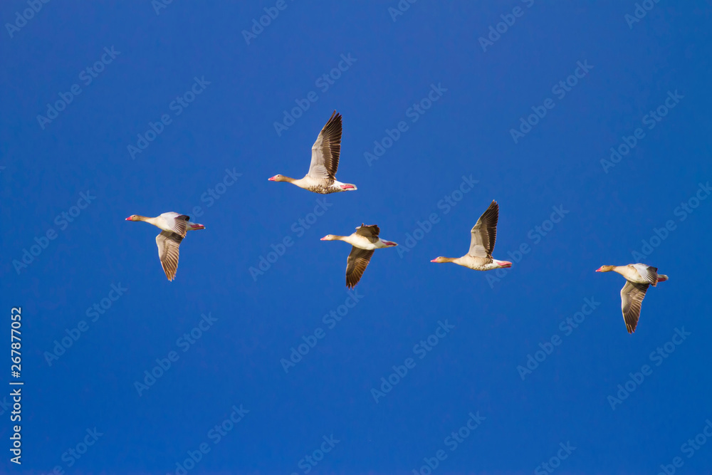 Flying Goose. Blue sky background. Greylag Goose Anser anser Stock ...