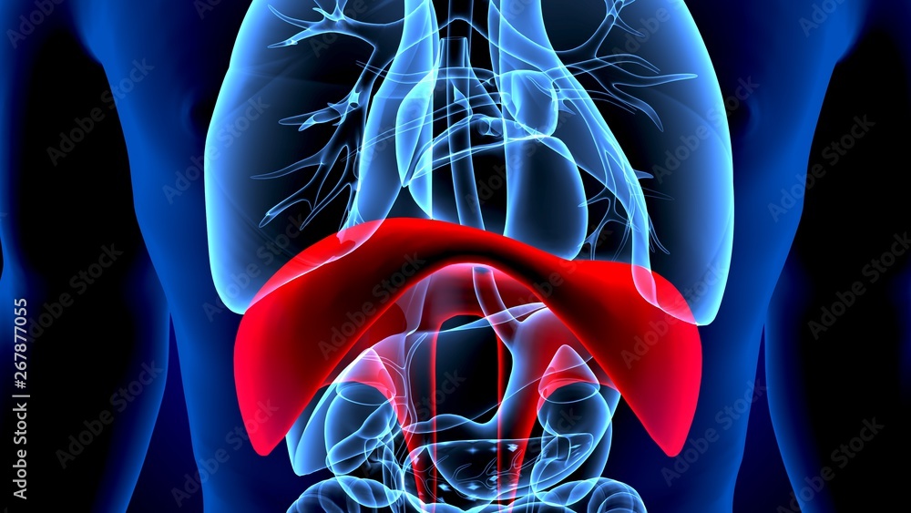 3d render of human anatomy, the thoracic diaphragm, or simply the ...