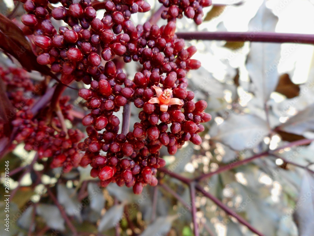 léia vermelha - leea rubra Stock Photo | Adobe Stock