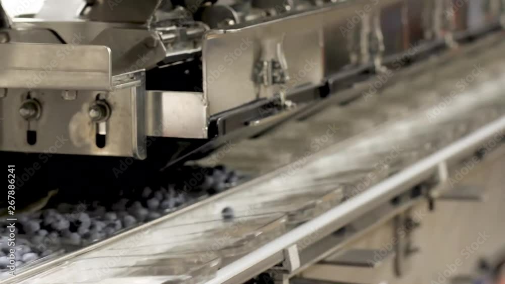A Blueberry Processing and packaging Plant Stock Video | Adobe Stock