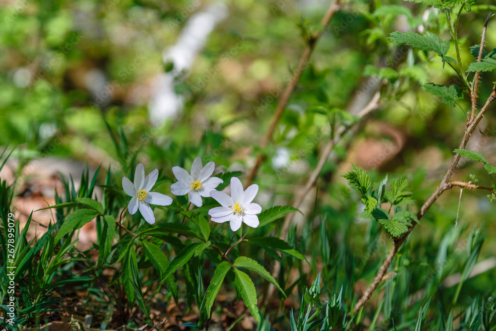 Plantas con flores blancas de Anémona de los bosques. Anemone nemorosa ...