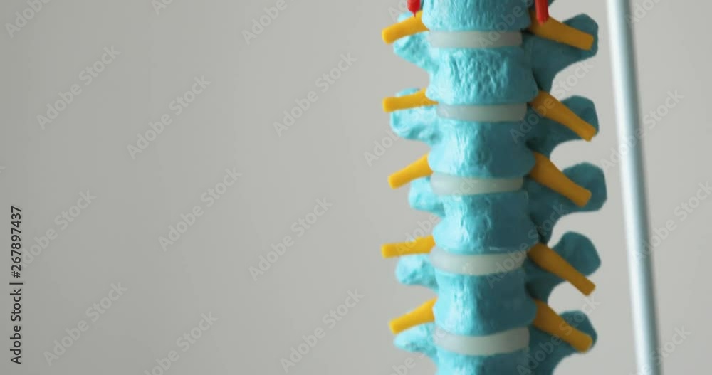 Colorful plastic model of a human spine and pelvis bones on white ...