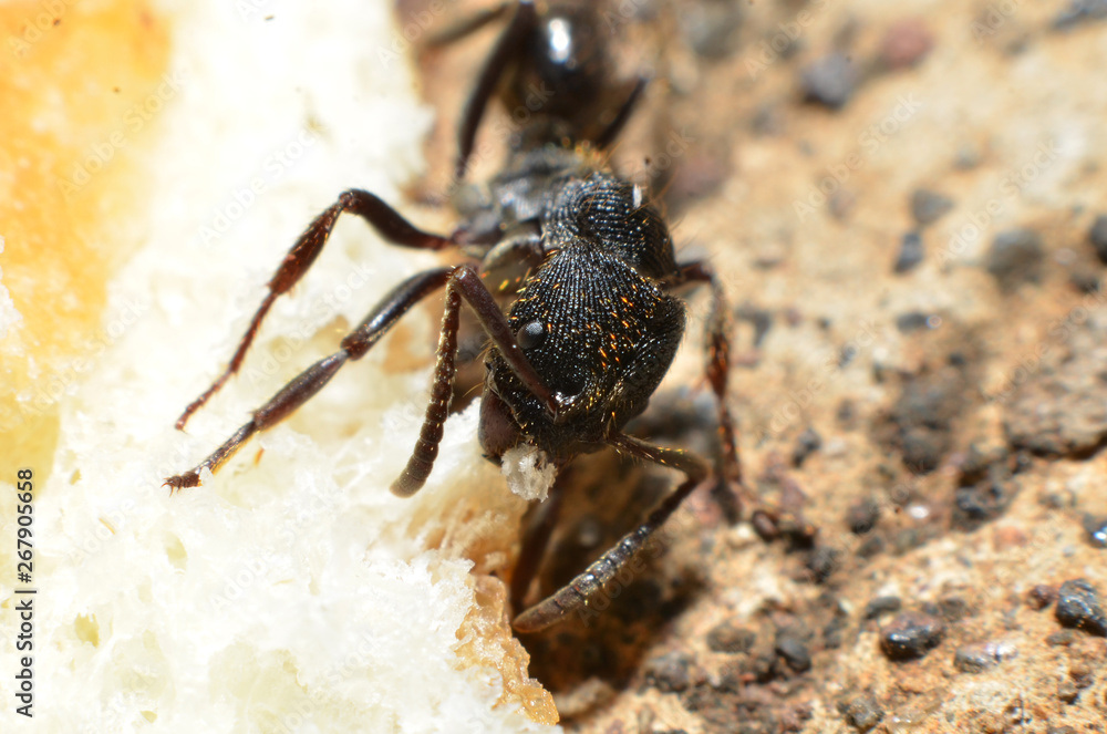 Black ants, with two antennas on the head, and two claws in the mouth ...