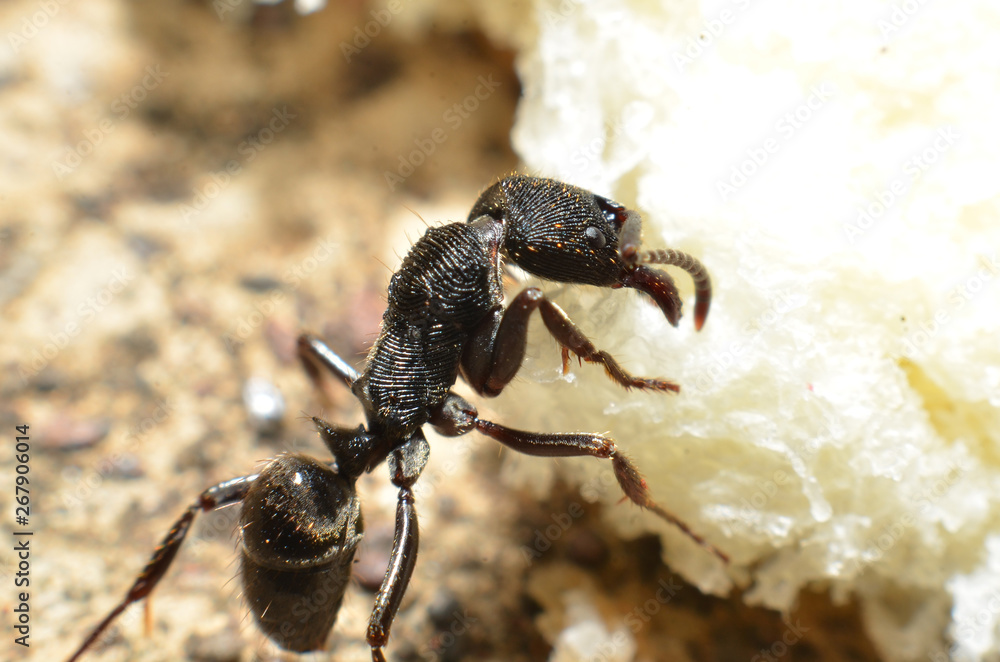 Black ants, with two antennas on the head, and two claws in the mouth ...