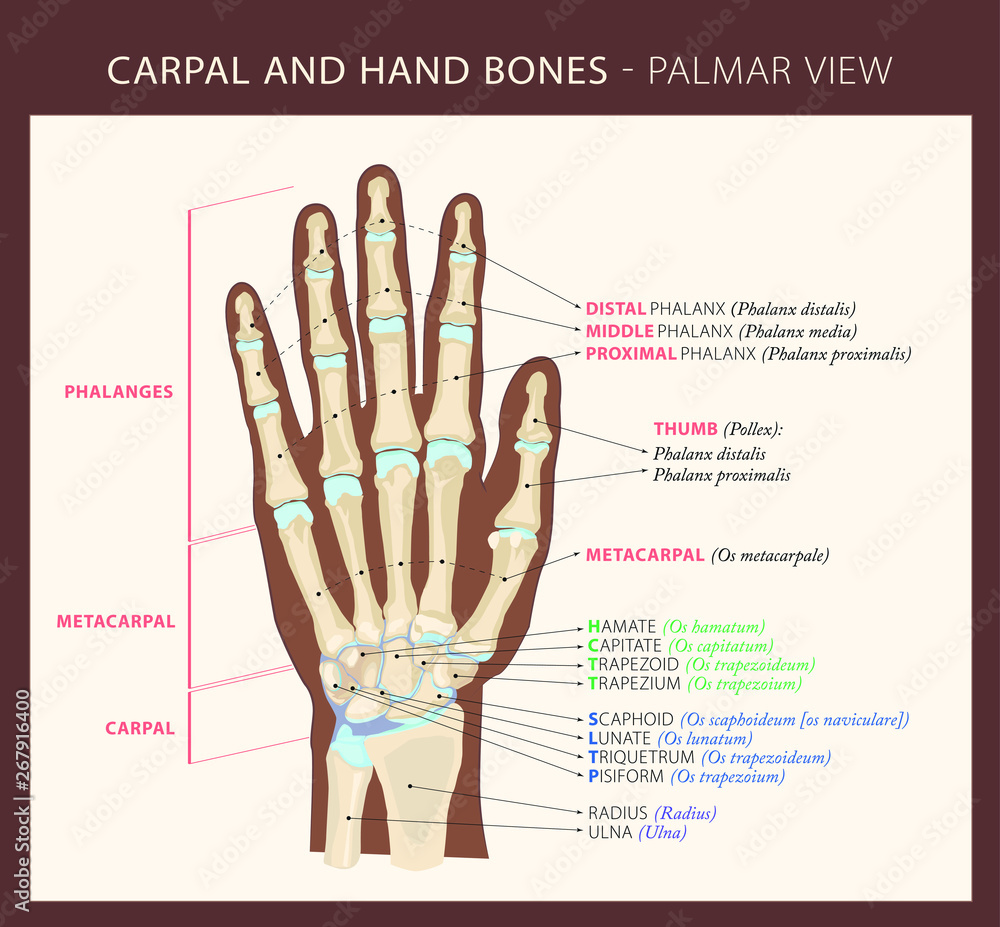 Carpal and hand bones - palmar view - vector illustration with a ...