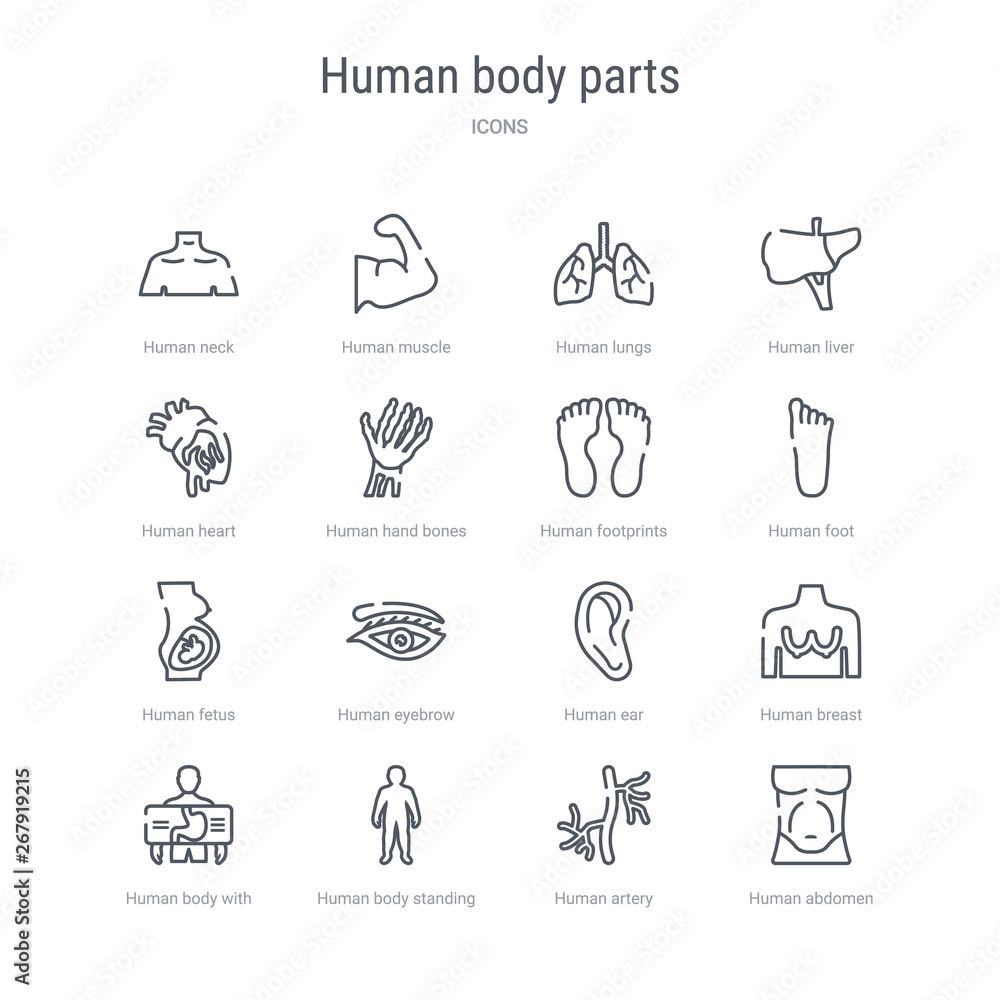 set of 16 human body parts concept vector line icons such as human ...