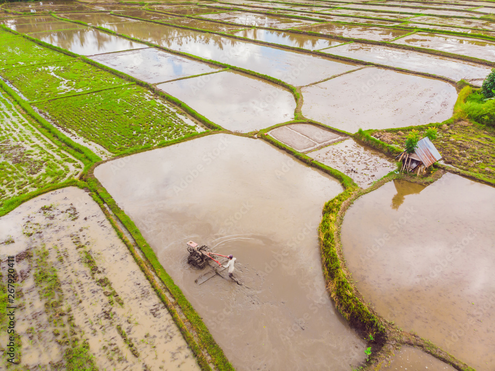 The rice fields are flooded with water. Flooded rice paddies. Agronomic ...