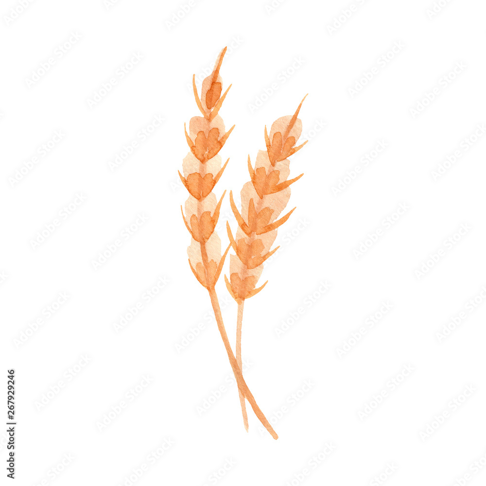 Hand painted watercolor barley, wheat clipart. Isolated on white ...