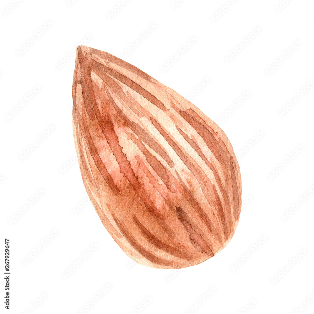 Hand painted watercolor almond clipart. Isolated on white background ...