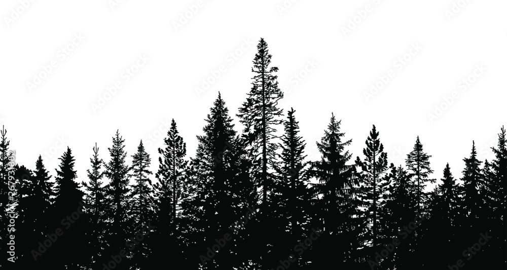 Abstract background. Forest wilderness landscape. Pine tree silhouettes ...
