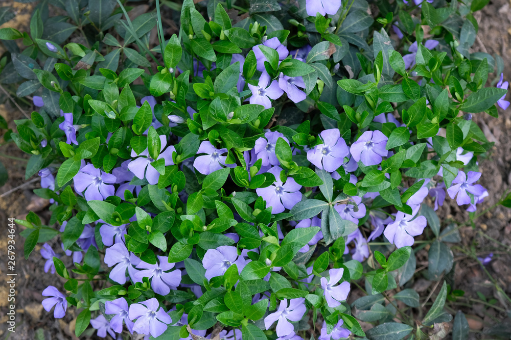 Small bush blooming purple periwinkle in the park, top view. Vinca ...