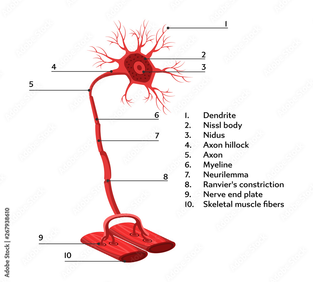 Infographics scheme of structure of neural connections from human ...