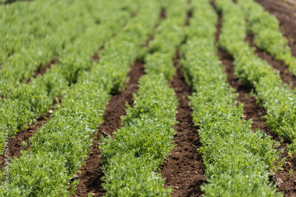 Lentils growing in a vegetable garden. Rows of lentil plants in a field ...