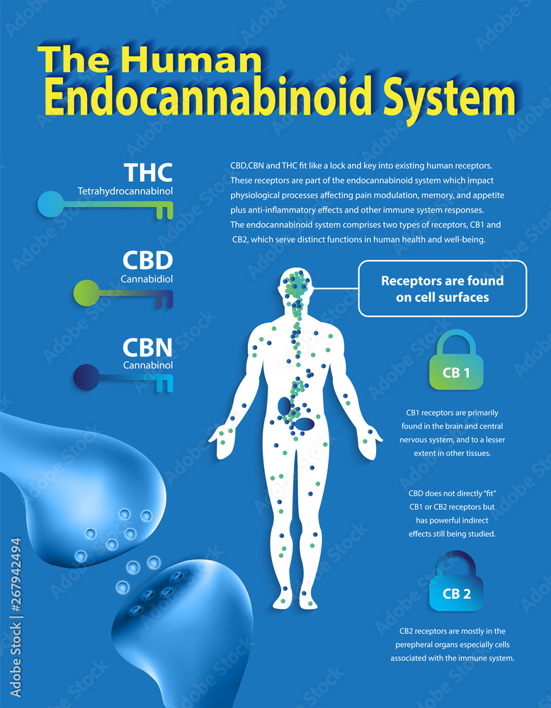 the human endocannabinoid system,effect on body,vector infographic on ...