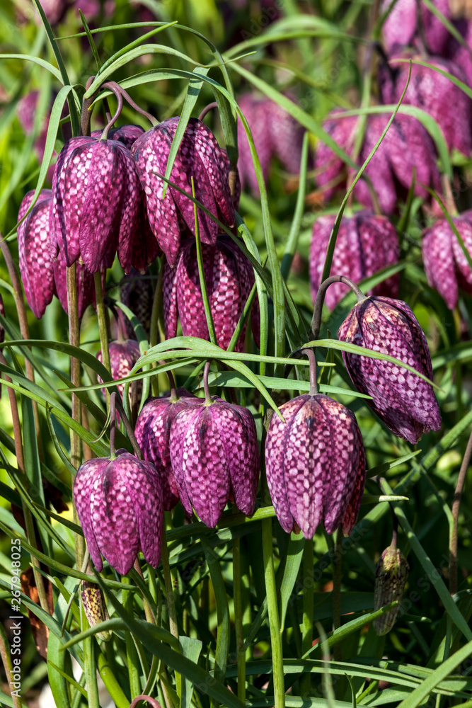 Fritillaria meleagris commonly known as snake's head fritillary a ...