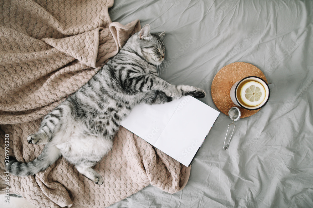 Funny Sleeping Cat