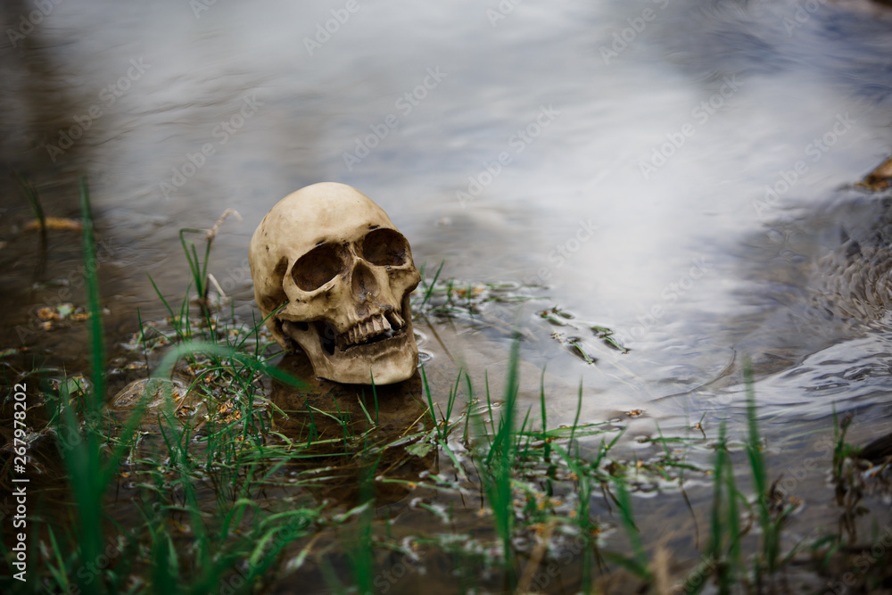 Human skull on the surface of the water in the river among the grass ...