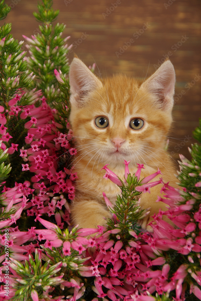 Orange Kitten in Pink Flowers Stock Photo | Adobe Stock