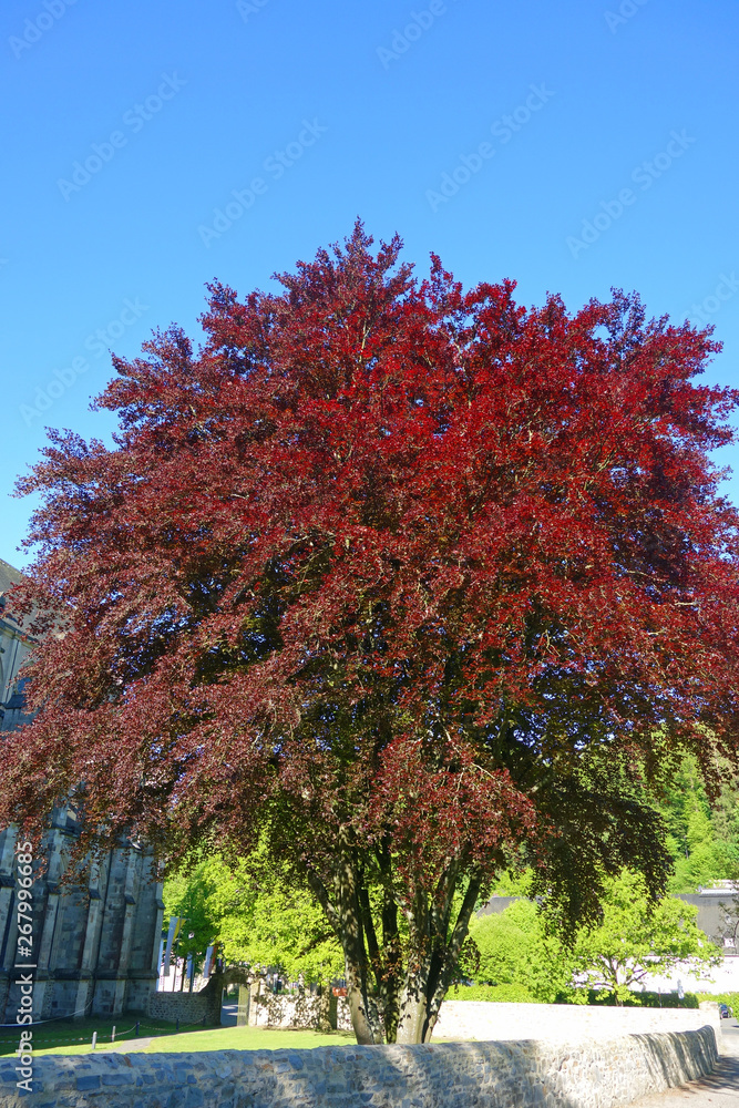 Fagus Sylvatica F Purpurea