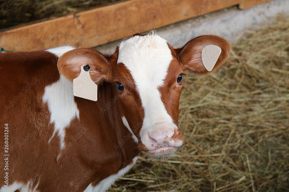 Red Holstein Cow Head