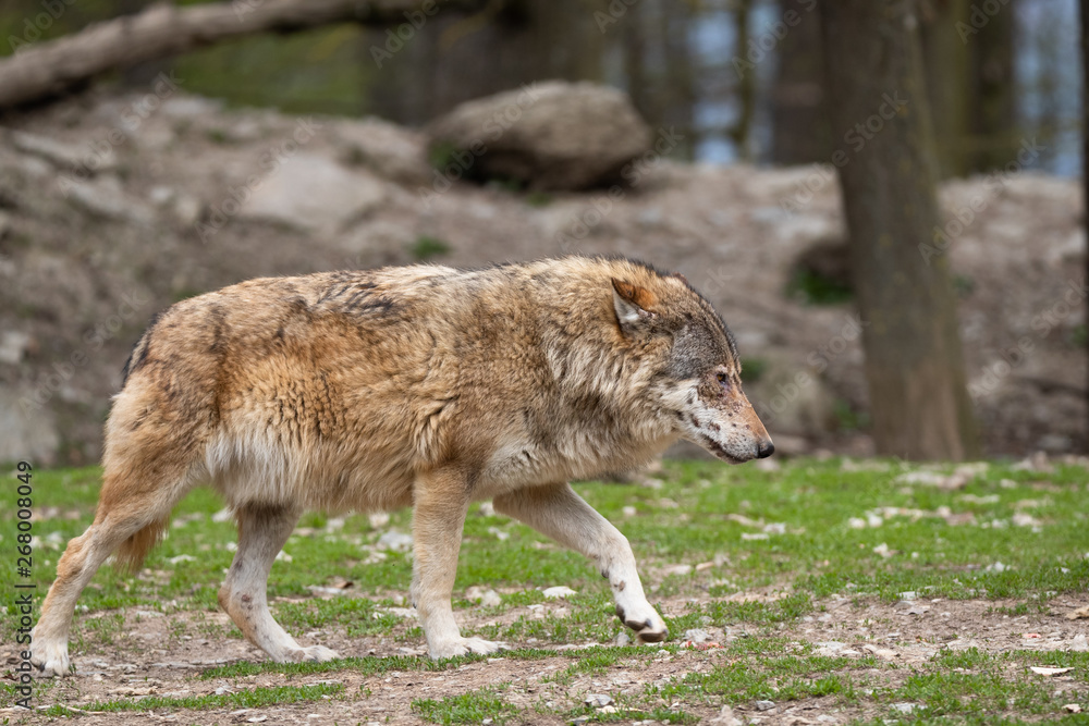 Eastern Timber Wolf