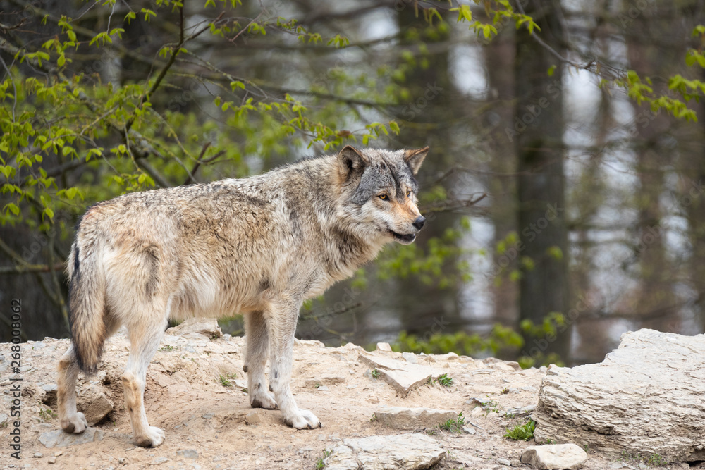 Eastern Timber Wolf