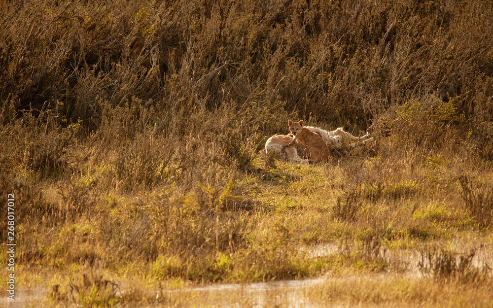 Puma Cub eating prey a Guanaca in Torres del Paine Patagonia Chile ...