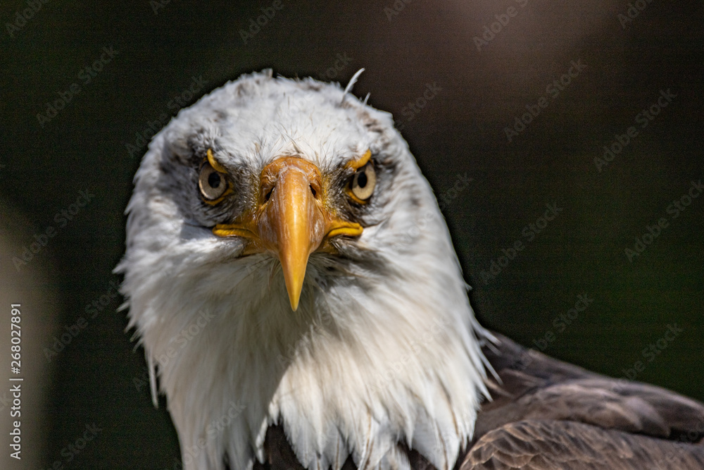Portrait of a Bald eagle. Close up detail. Stock Photo | Adobe Stock