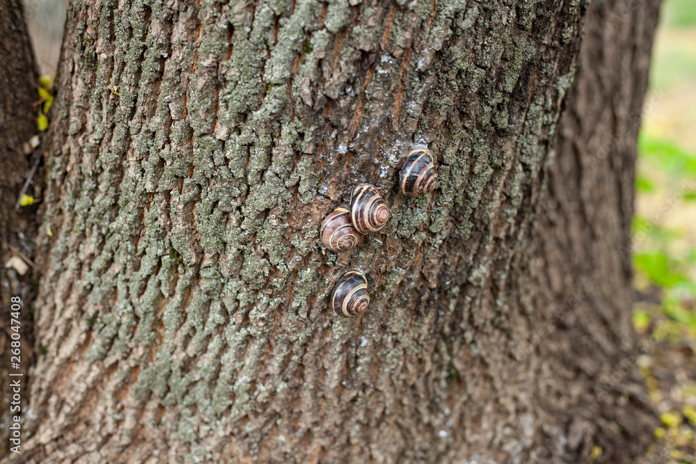 Snail on a tree. Snail is an edible delicacy. Grape snail crawling on a ...