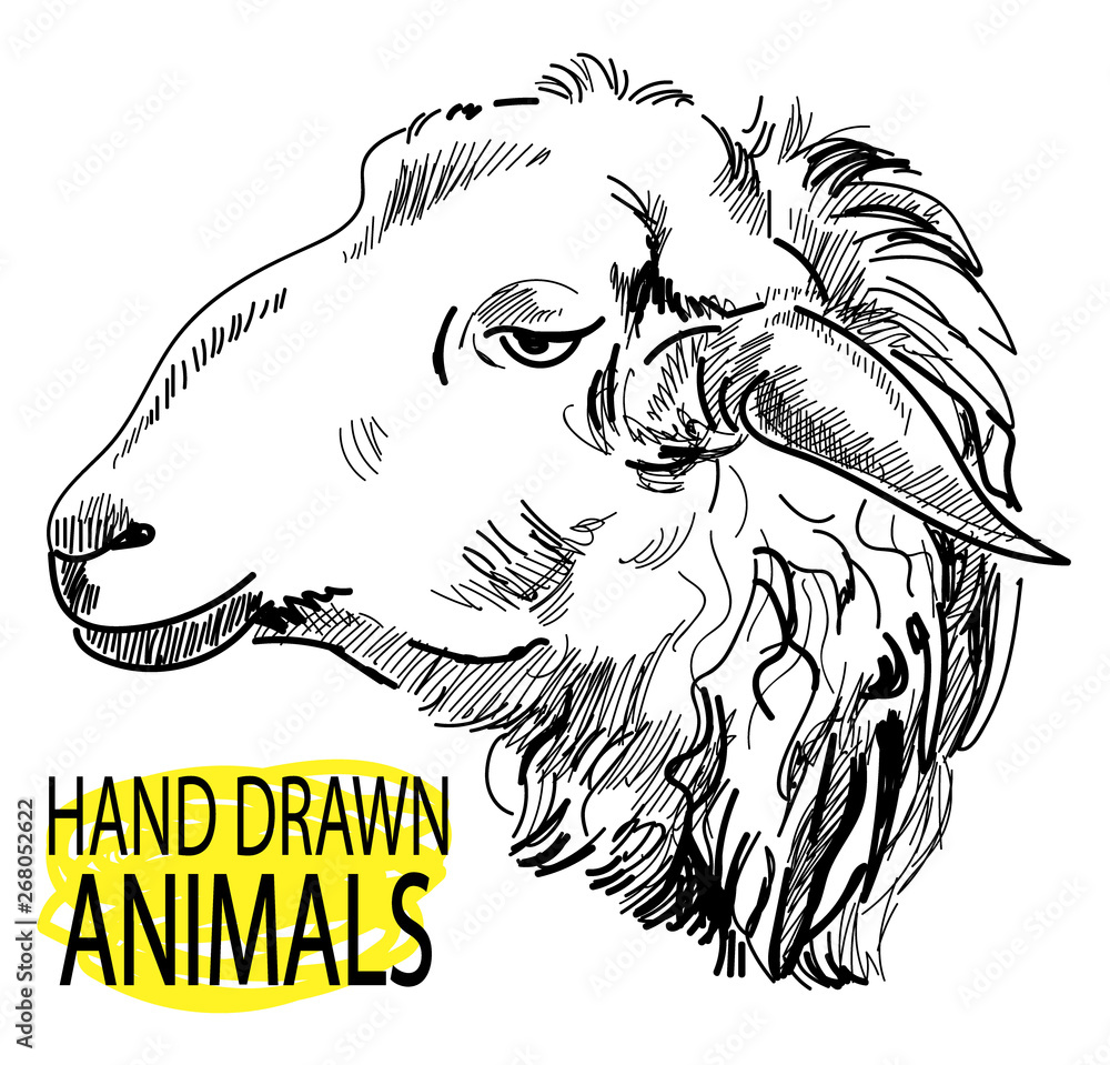 The head of sheep. Drawing by hand in vintage style. Wool. Stock Vector ...