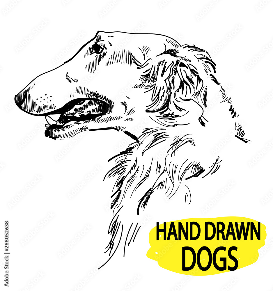 Russian Borzoi. Drawing by hand in vintage style. Dog breeds. Stock ...