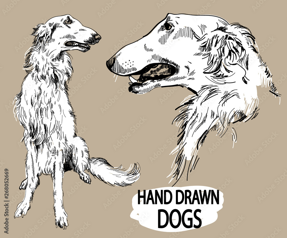 Russian Borzoi. Drawing by hand in vintage style. Dog breeds. Stock ...