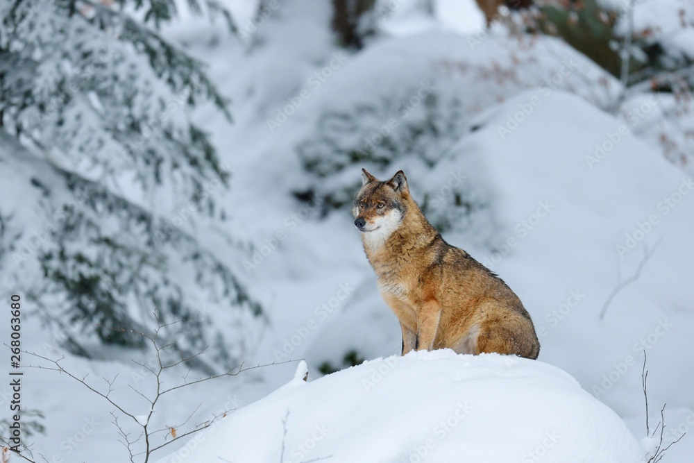Gray Wolf (Canis lupus) sitting on a snowy hill, animal outdoor ...
