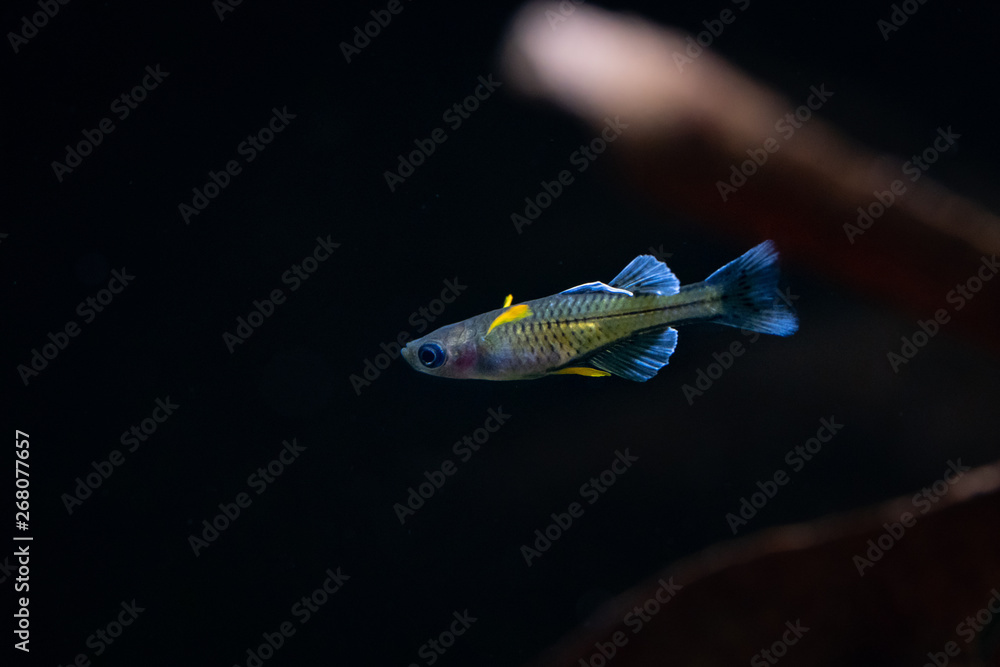 Blue Eye Spotted Rainbow Fish
