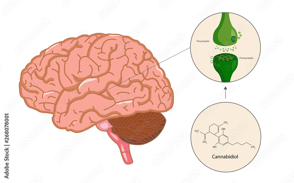 Endocannabinoid System in Brain Diagram illustration about cannabis as ...